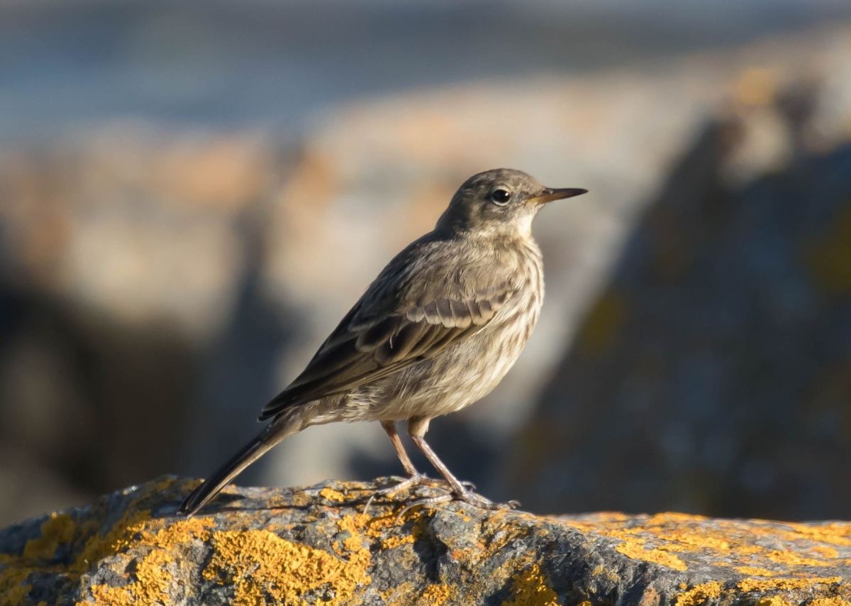 ROCK PIPIT (Anthus petrosus) - songbird factfile